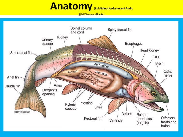 Rainbow Trout biology and farming by B.pptx | Fish and Aquariums | Pets
