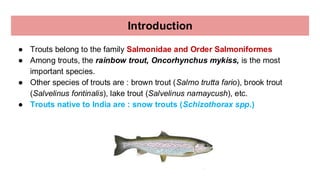 Rainbow trout breeding-J. Bovas Joel.pdf