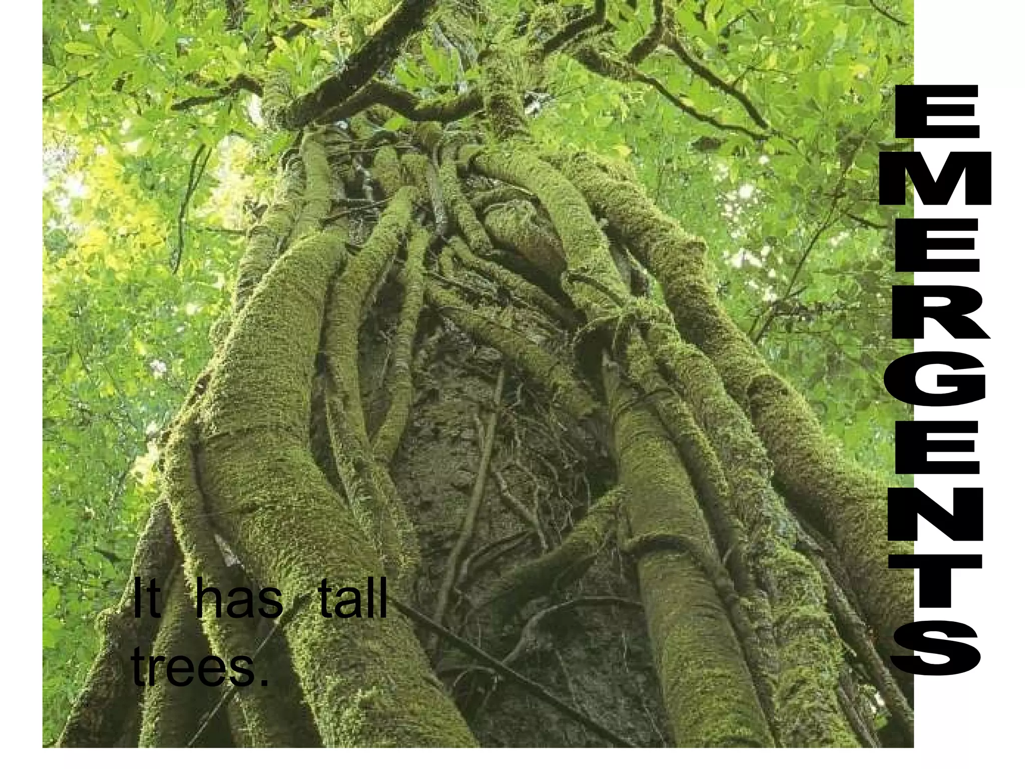 Rainforest Ecosystem | PPT | Zoos & Aquariums | Attractions