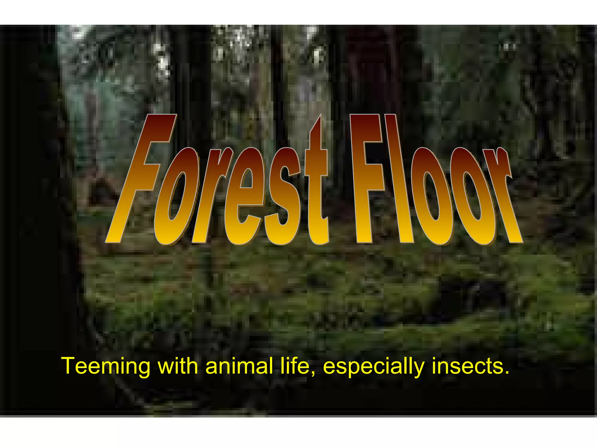 Rainforest Ecosystem | PPT | Zoos & Aquariums | Attractions