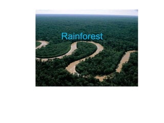 Rainforest Ecosystem | PPT | Zoos & Aquariums | Attractions