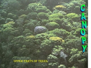 Rainforest Ecosystem | PPT