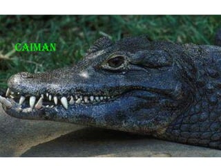 Rainforest Ecosystem | PPT
