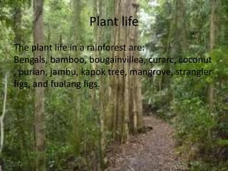 Rainforest | PPT