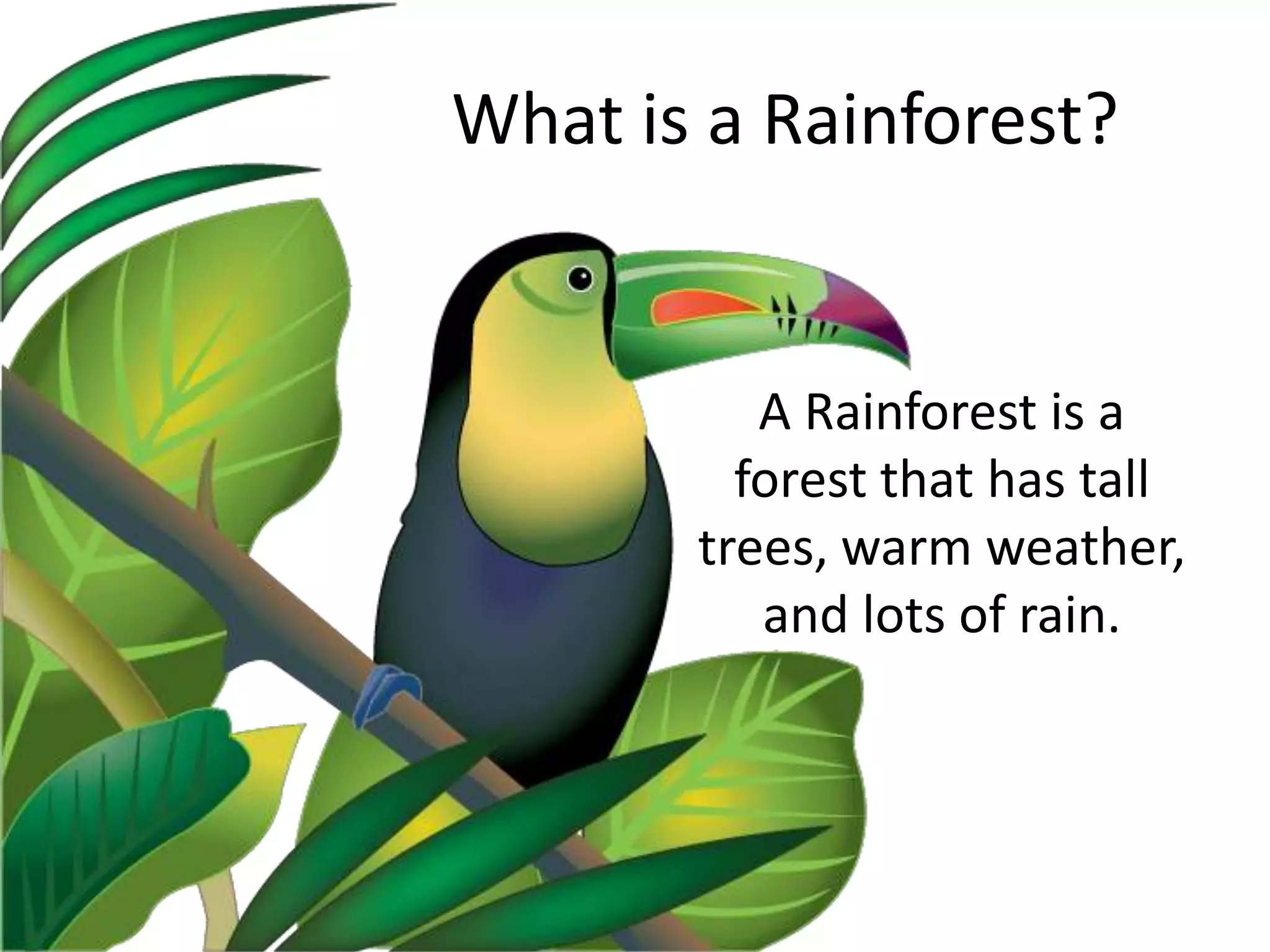 Rainforest | PPT
