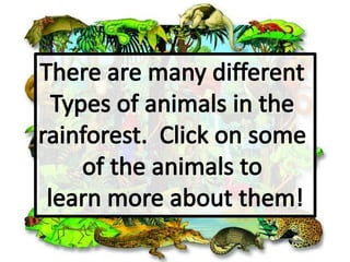 Rainforest | PPT