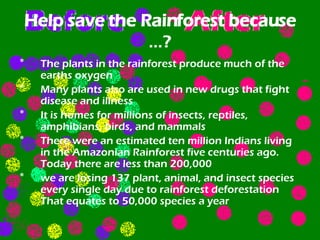 Rainforest | PPT