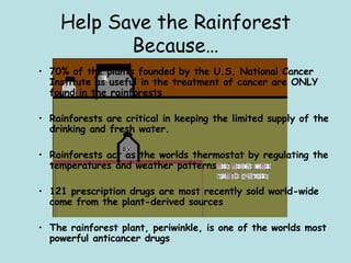 Rainforest | PPT
