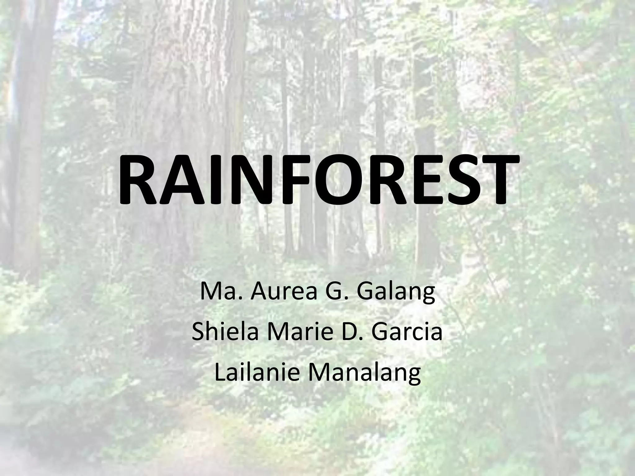 Rainforest | PPT