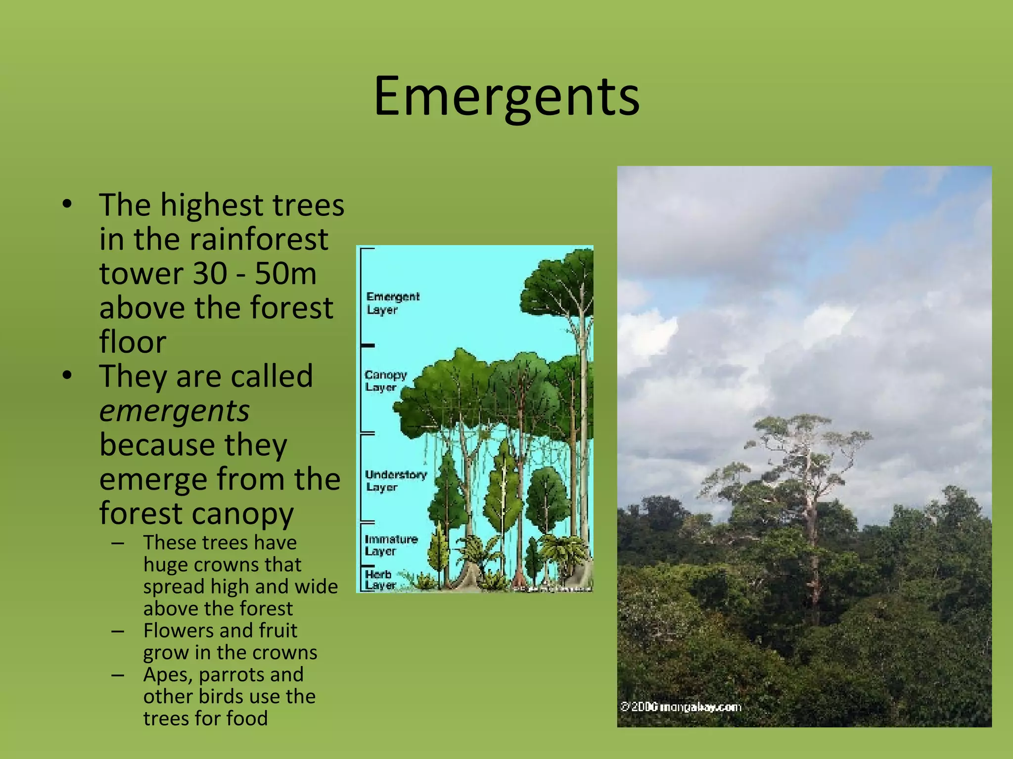 Rainforest | PPT
