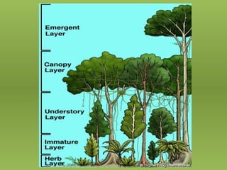 Rainforest | PPT