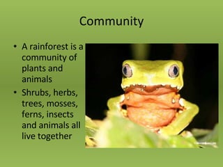 Rainforest | PPT