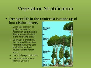 Rainforest | PPT