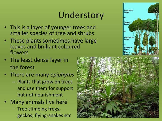 Rainforest | PPT