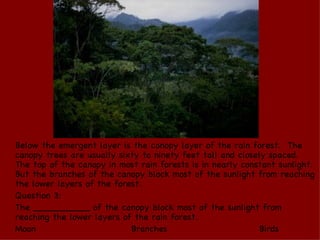 Rainforest | PPT