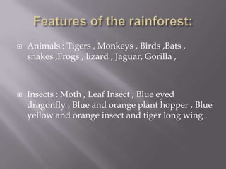 Rainforest | PPT