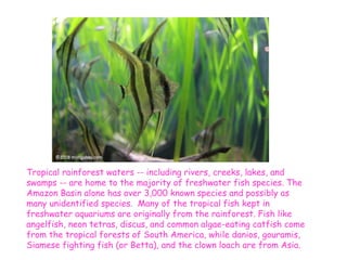 Rain forest | PPT