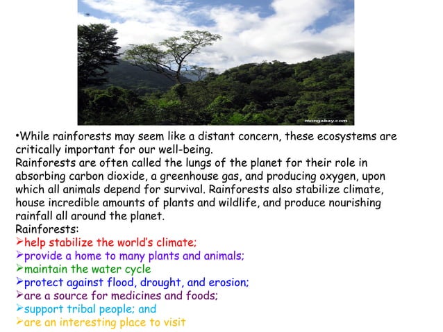 Rain forest | PPT