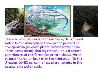 Rain forest | PPT