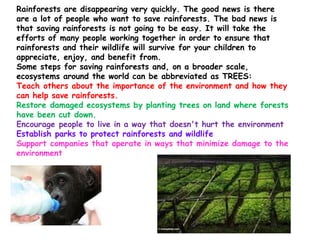 Rain forest | PPT