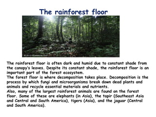 Rain forest | PPT