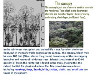 Rainforest Canopy Diagram