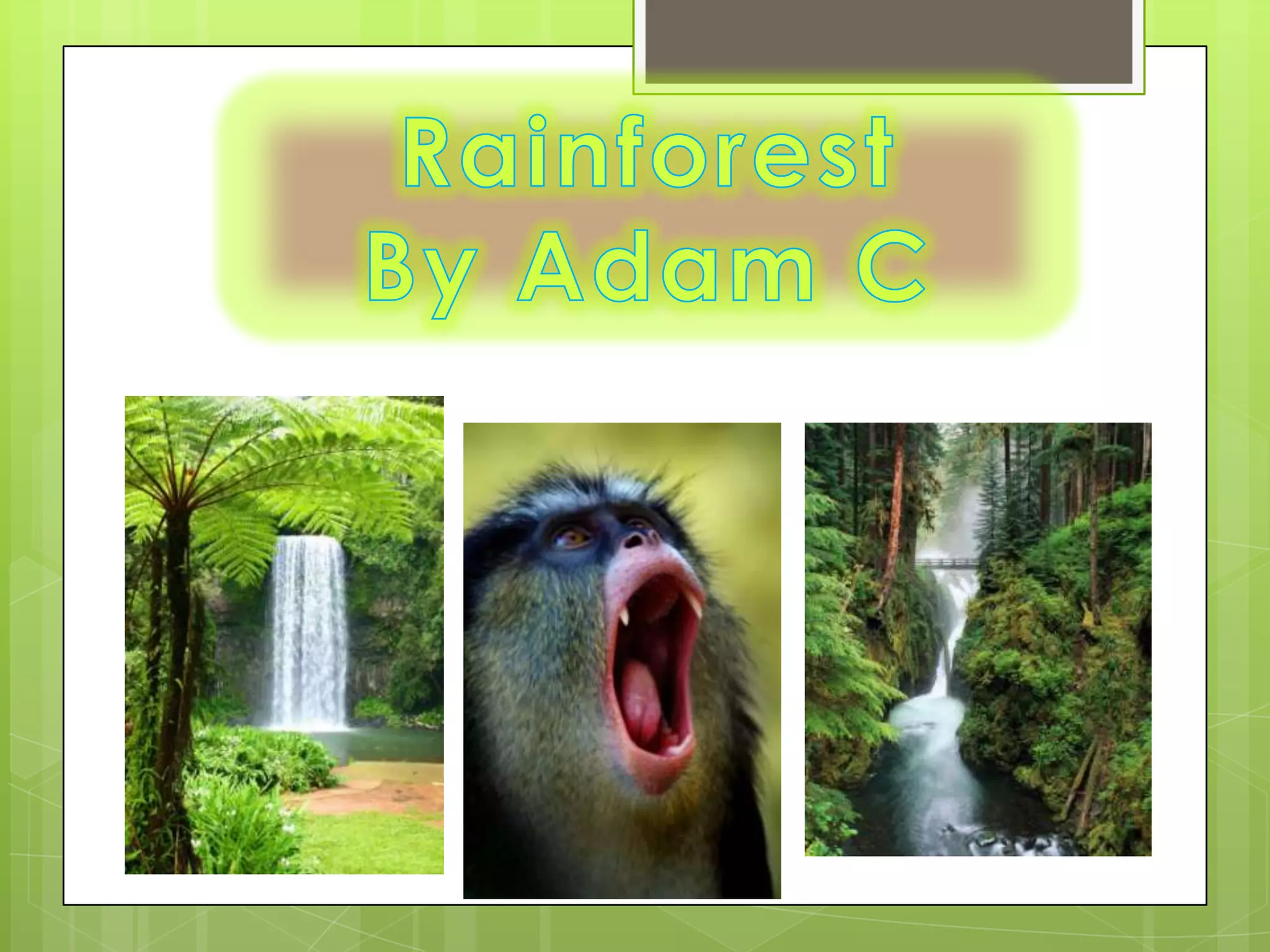 Rainforest | PPT