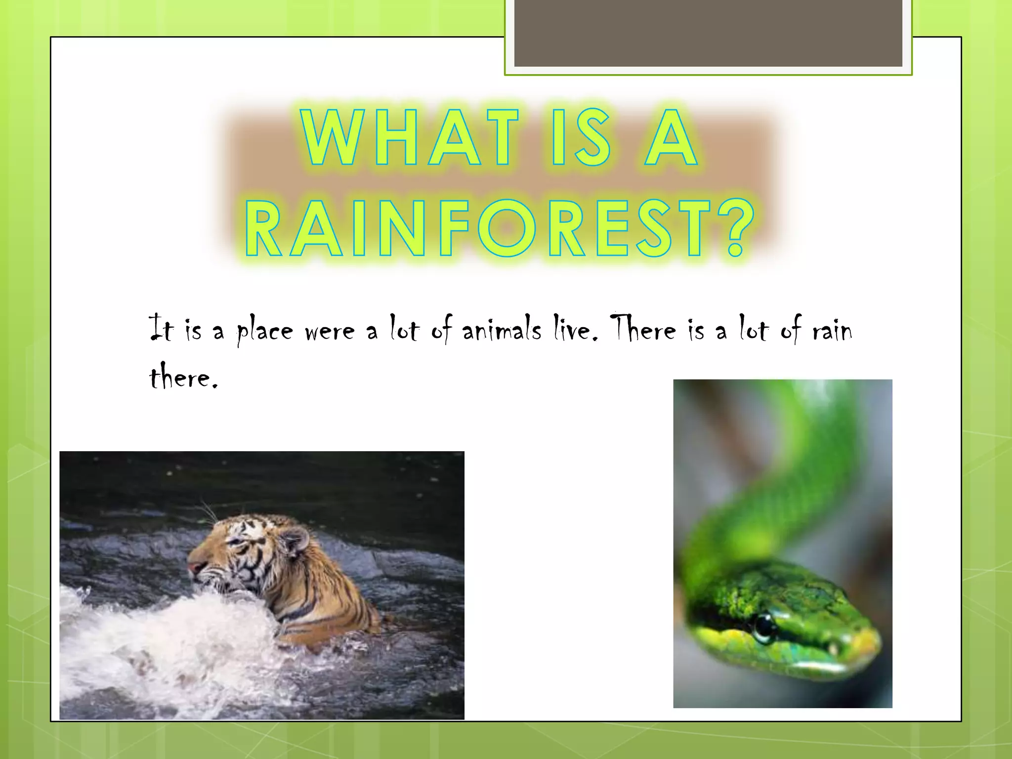 Rainforest | PPT
