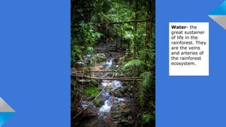 Rainforest- What are they? What do they look like? | PPT