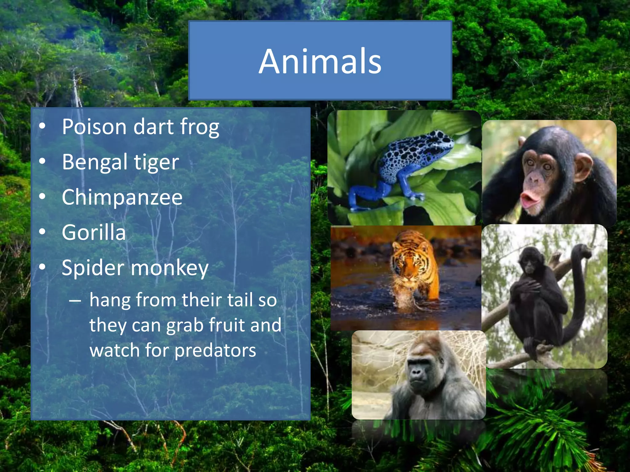 Rainforest by Mauricio & Will | PPTX