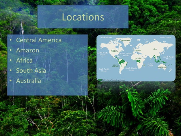 Rainforest by Mauricio & Will | PPT