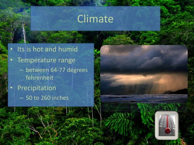 Rainforest by Mauricio & Will | PPT
