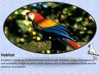 Rainforest. mary s and joaquín | PPTX | Geography | Science