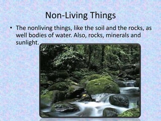 Rainforest. mary s and joaquín | PPTX | Geography | Science