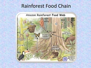 Rainforest. mary s and joaquín | PPTX | Geography | Science