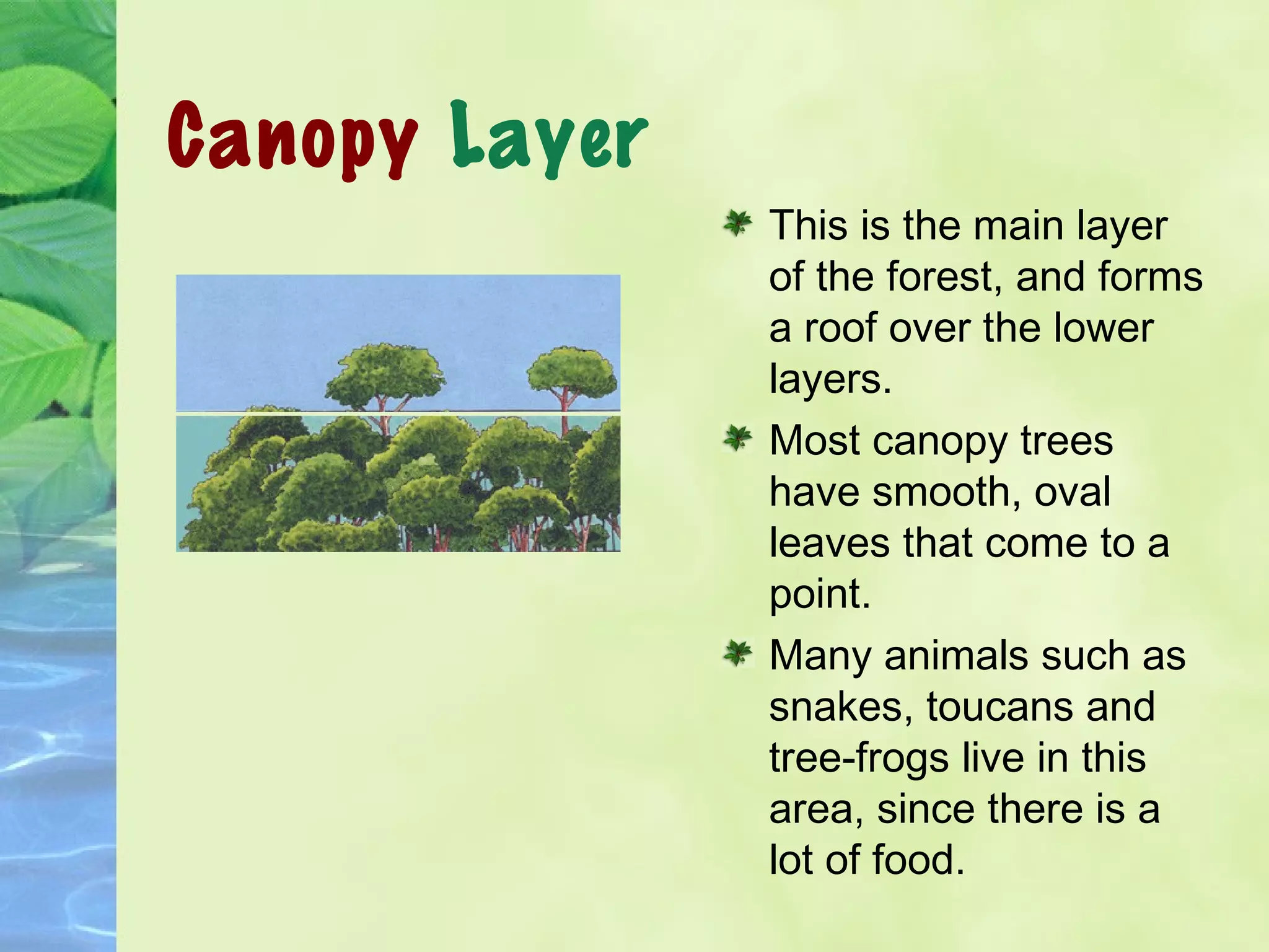 Rainforest | PPT