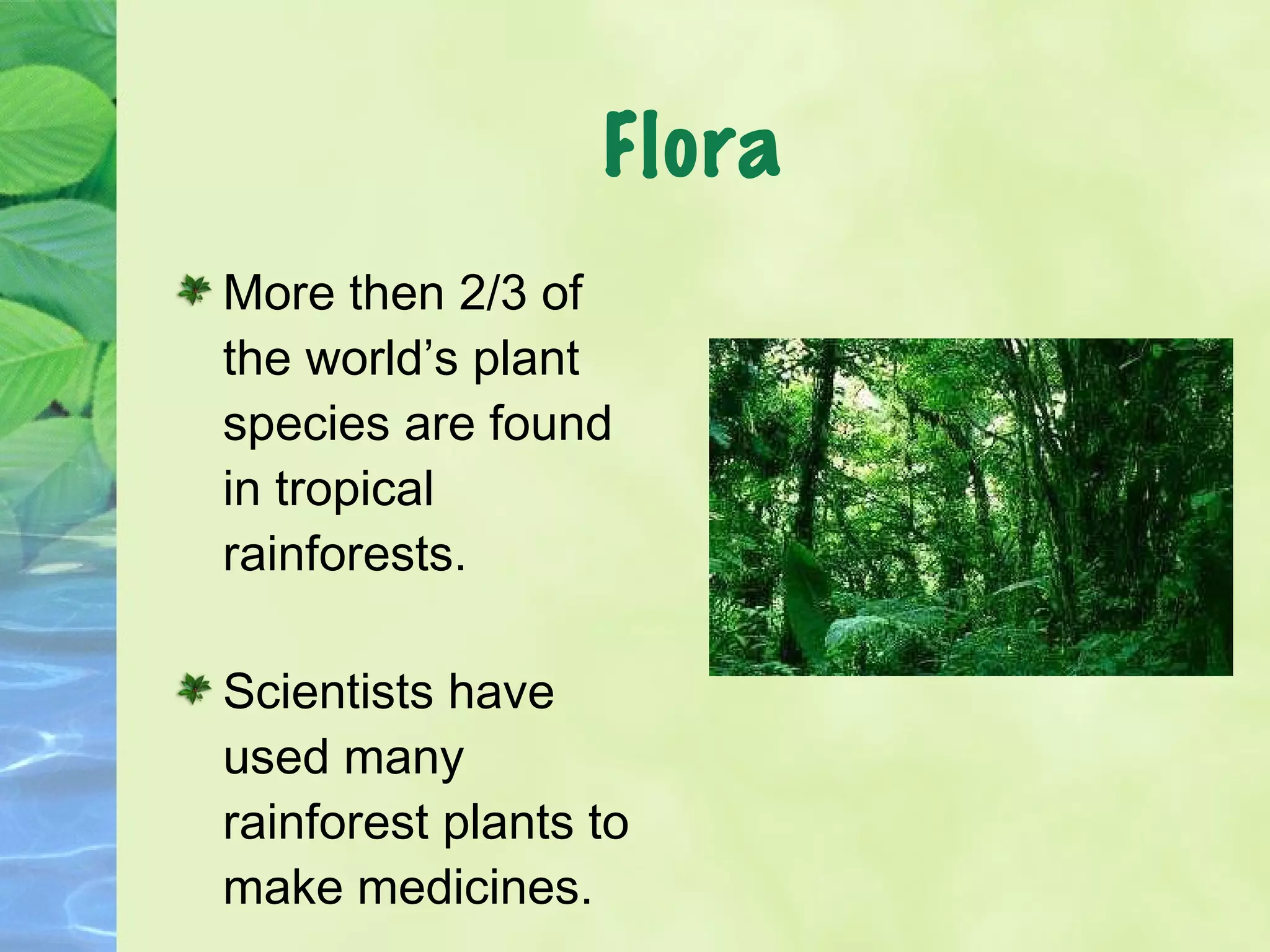 Rainforest | PPT
