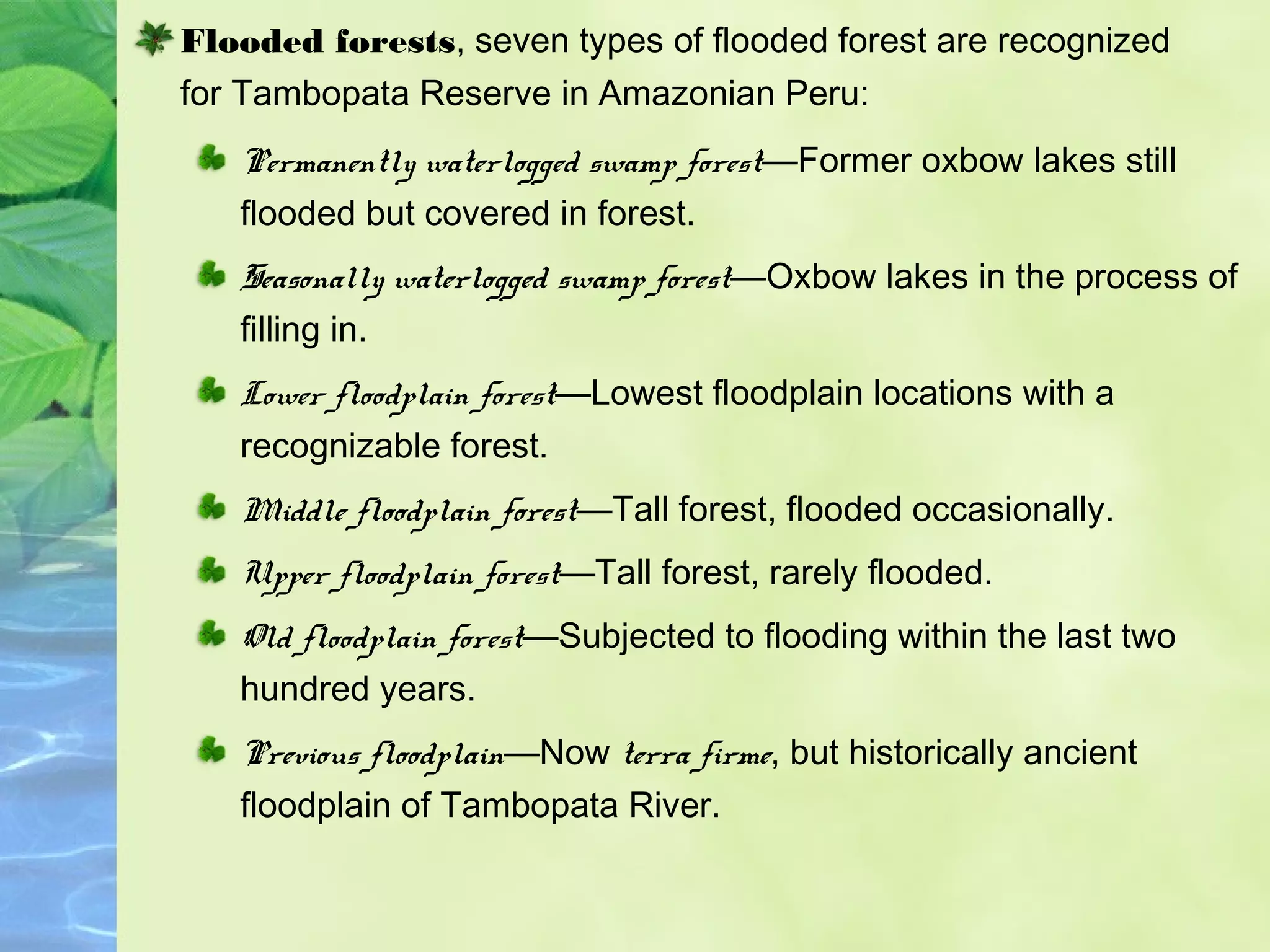Rainforest | PPT