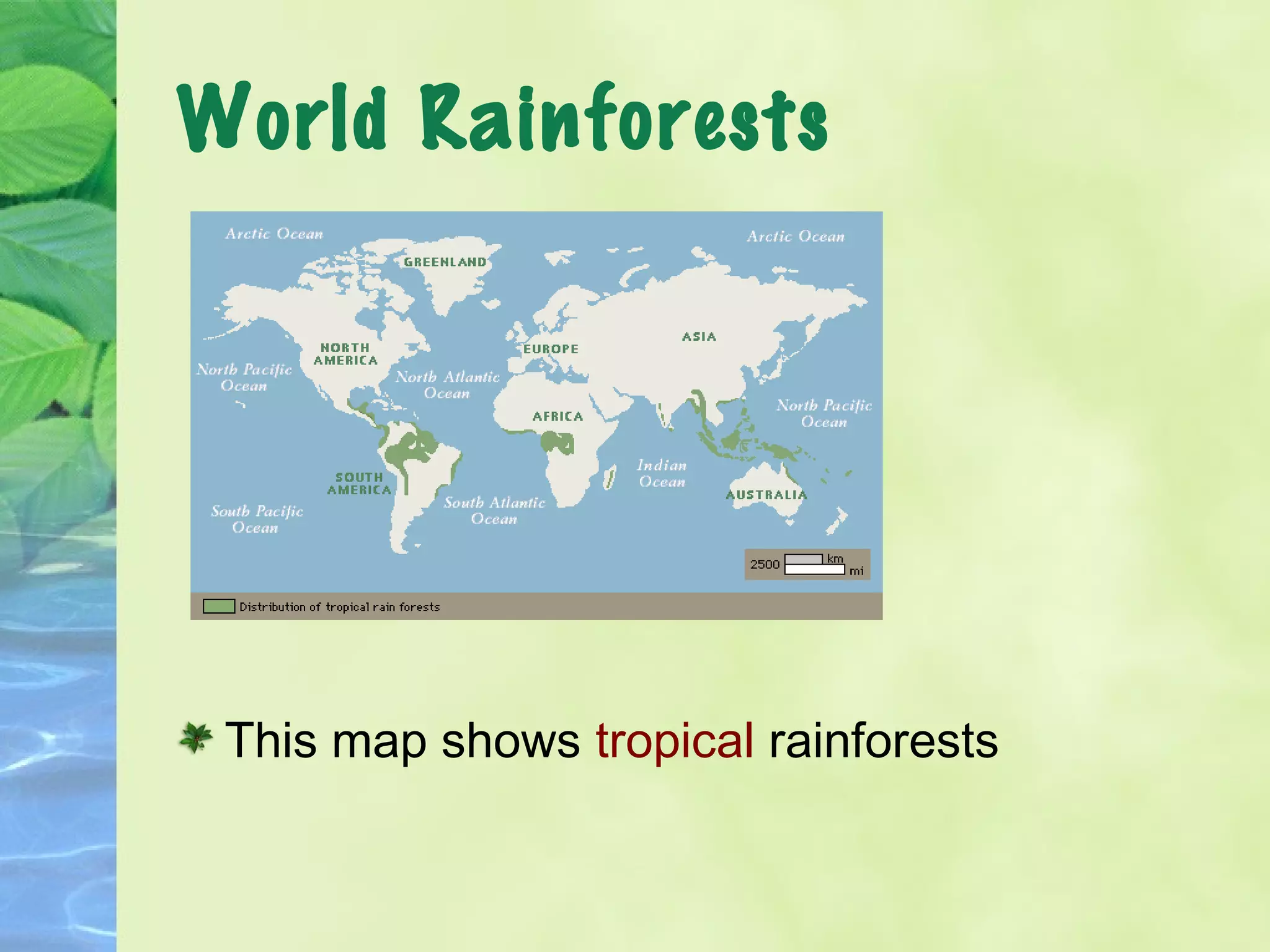 Rainforest | PPT
