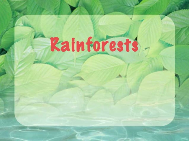 Rainforest | PPT