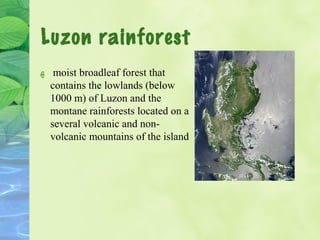 Rainforest | PPT