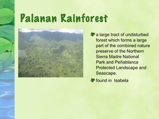 Rainforest | PPT
