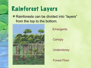 Rainforest | PPT