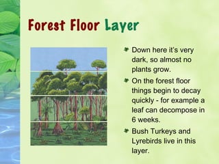 Rainforest | PPT