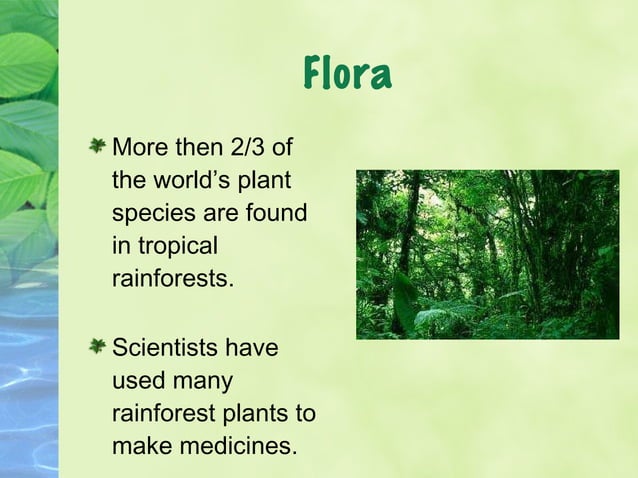 Rainforest | PPT
