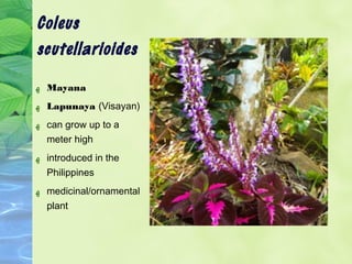 Rainforest | PPT