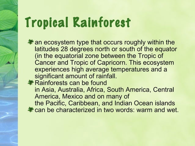 Rainforest | PPT