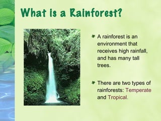 Rainforest | PPT