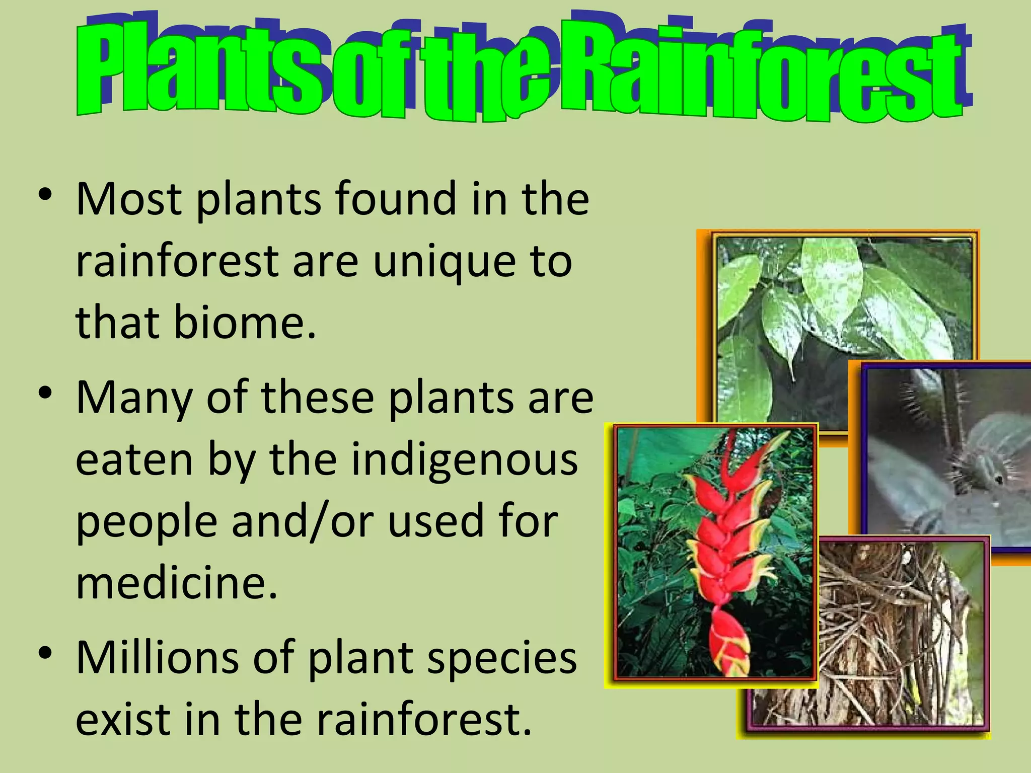 Rainforests - The Amazon Rainforest | PPT