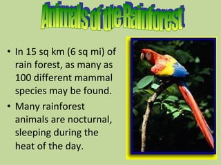 Rainforests - The Amazon Rainforest | PPT